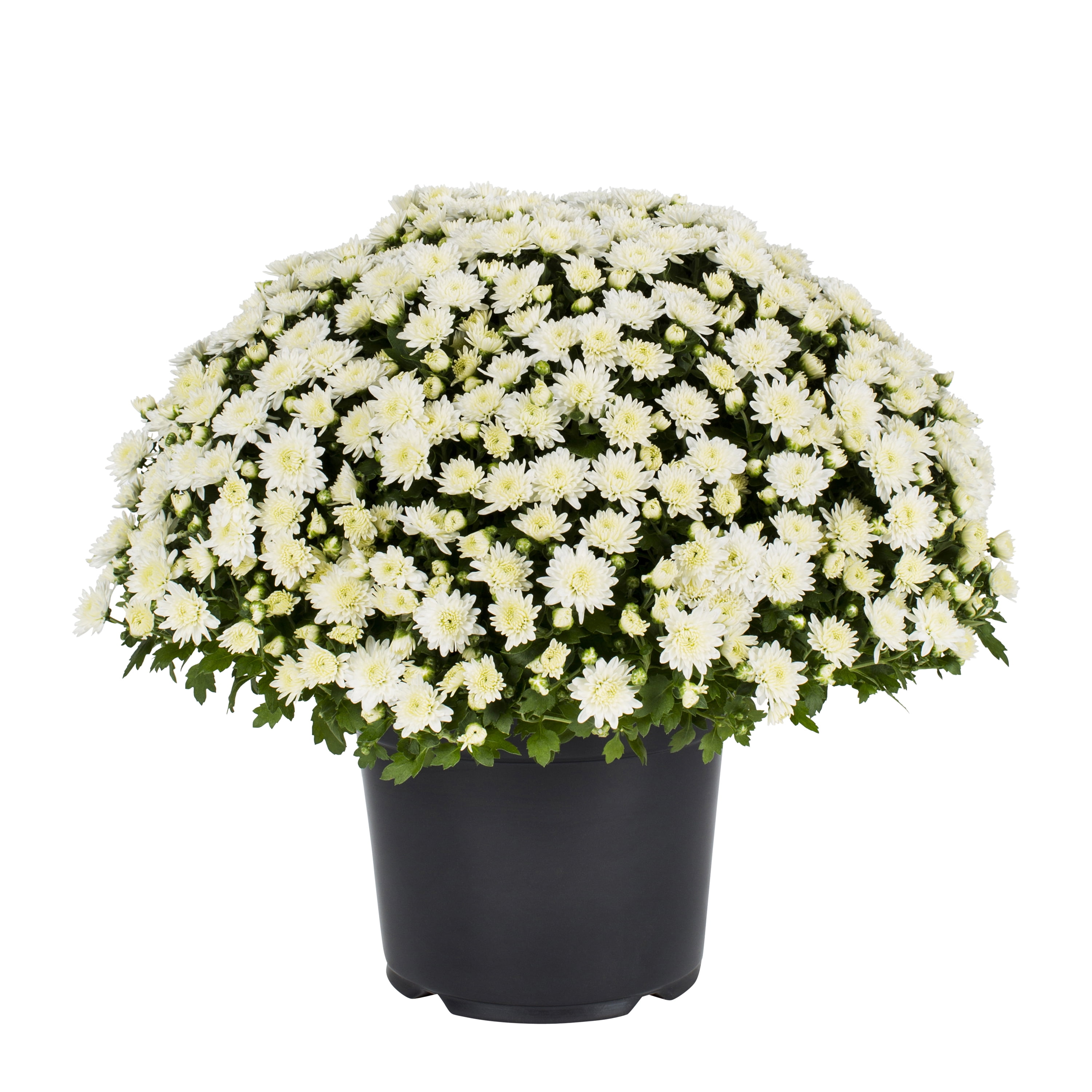 Expert Gardener 3QT White Mum Live Plant in Grower Pot, Full Sun ...