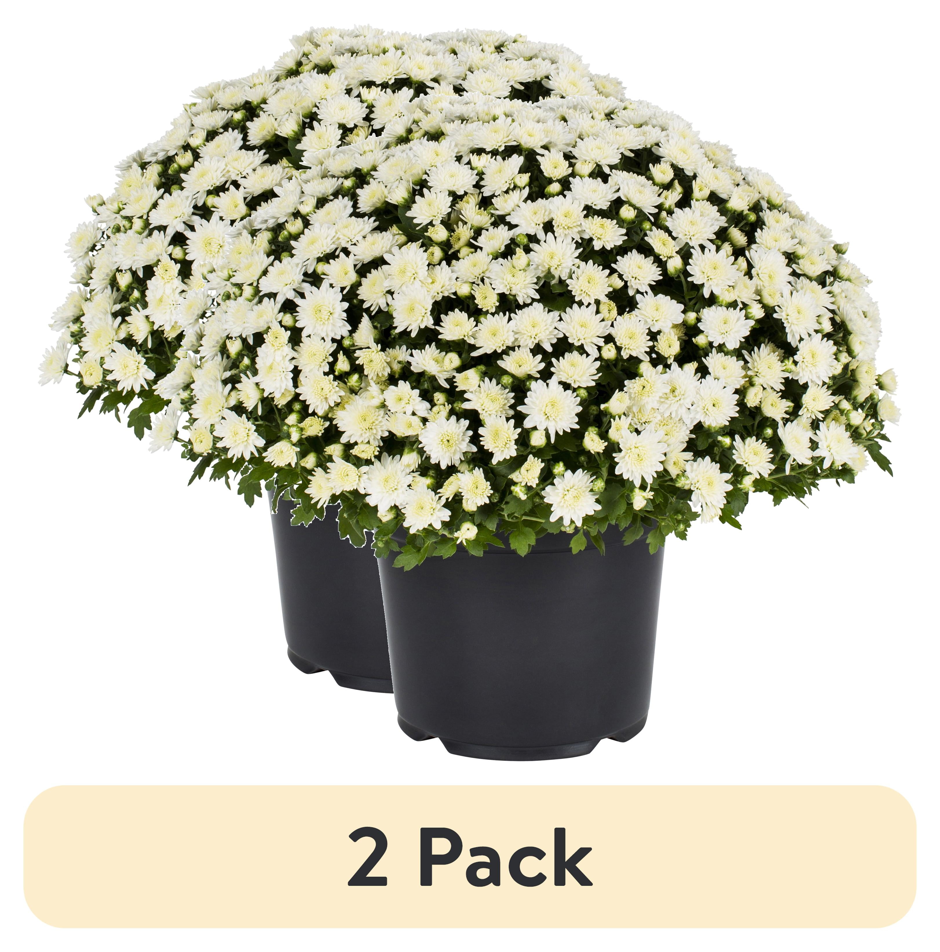(2 pack) Expert Gardener 3.0QT White Mum Live Plant in Grower Pot ...