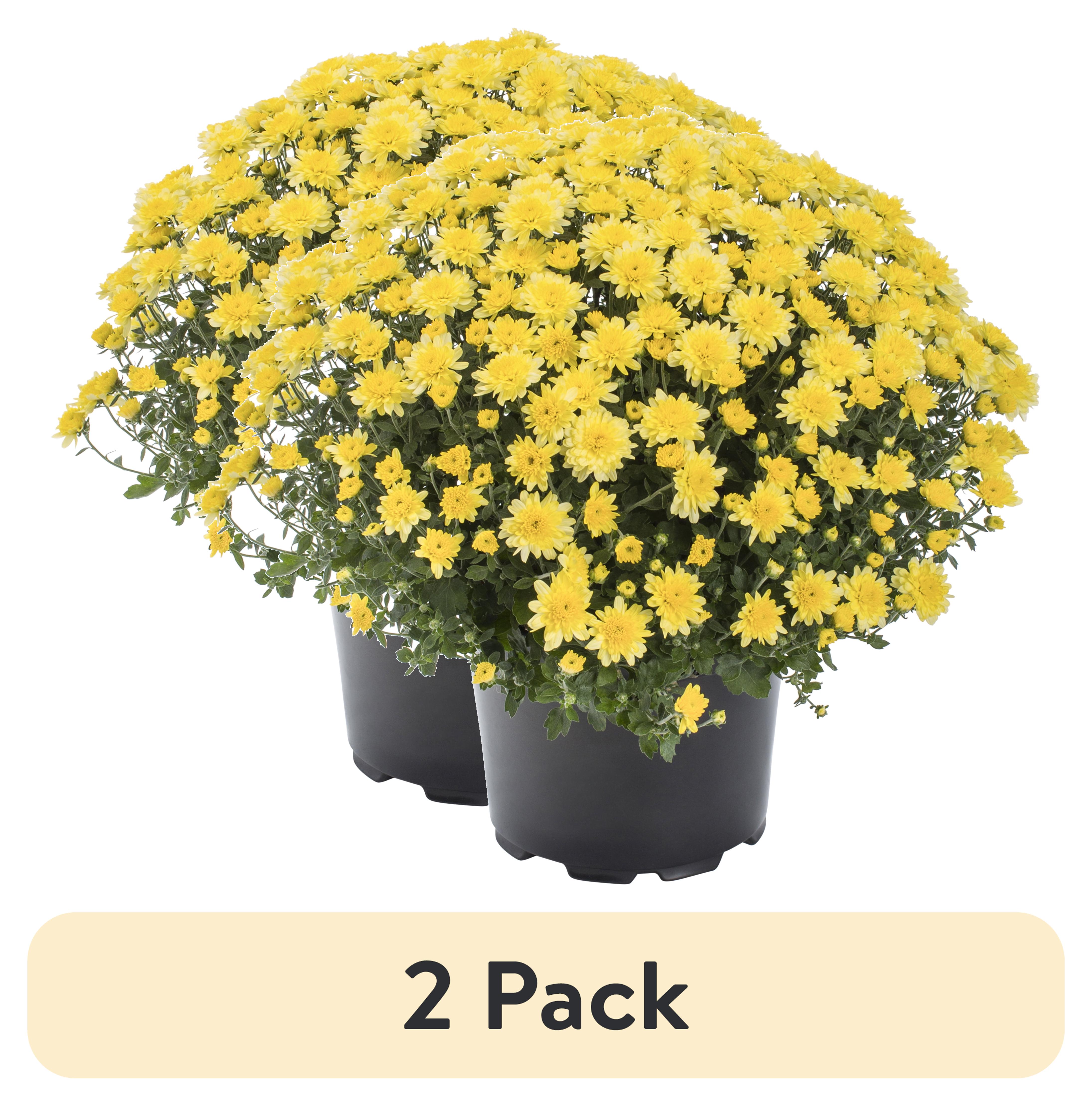 (2 pack) Expert Gardener 3.0QT Yellow Mum Live Plant in Grower Pot ...