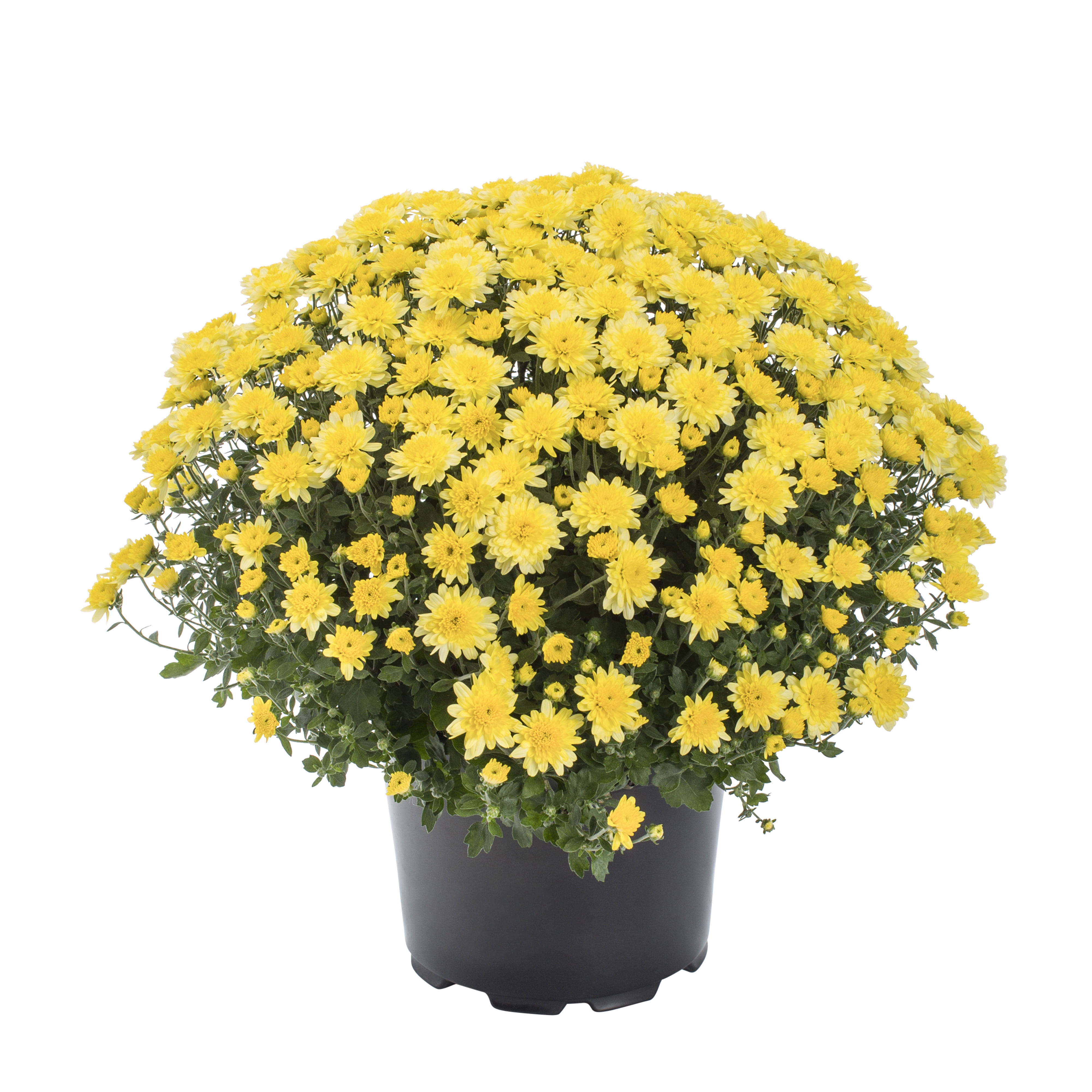 Expert Gardener 3.0QT Yellow Mum Live Plant in Grower Pot Full Sun ...