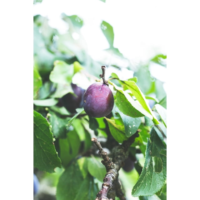 Expert Gardener 3.25 g Plum Live Tree - Walmart Business Supplies