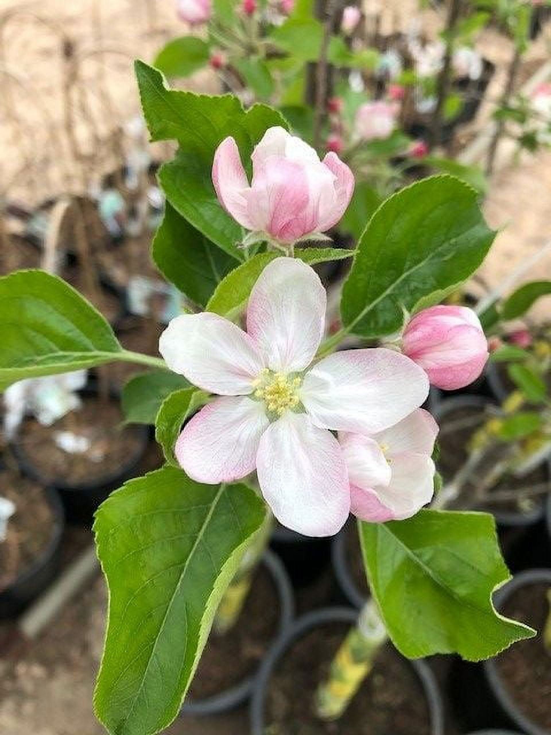 Expert Gardener 3.25 gal Apple Sweet Sixteen Live Trees - Walmart.com