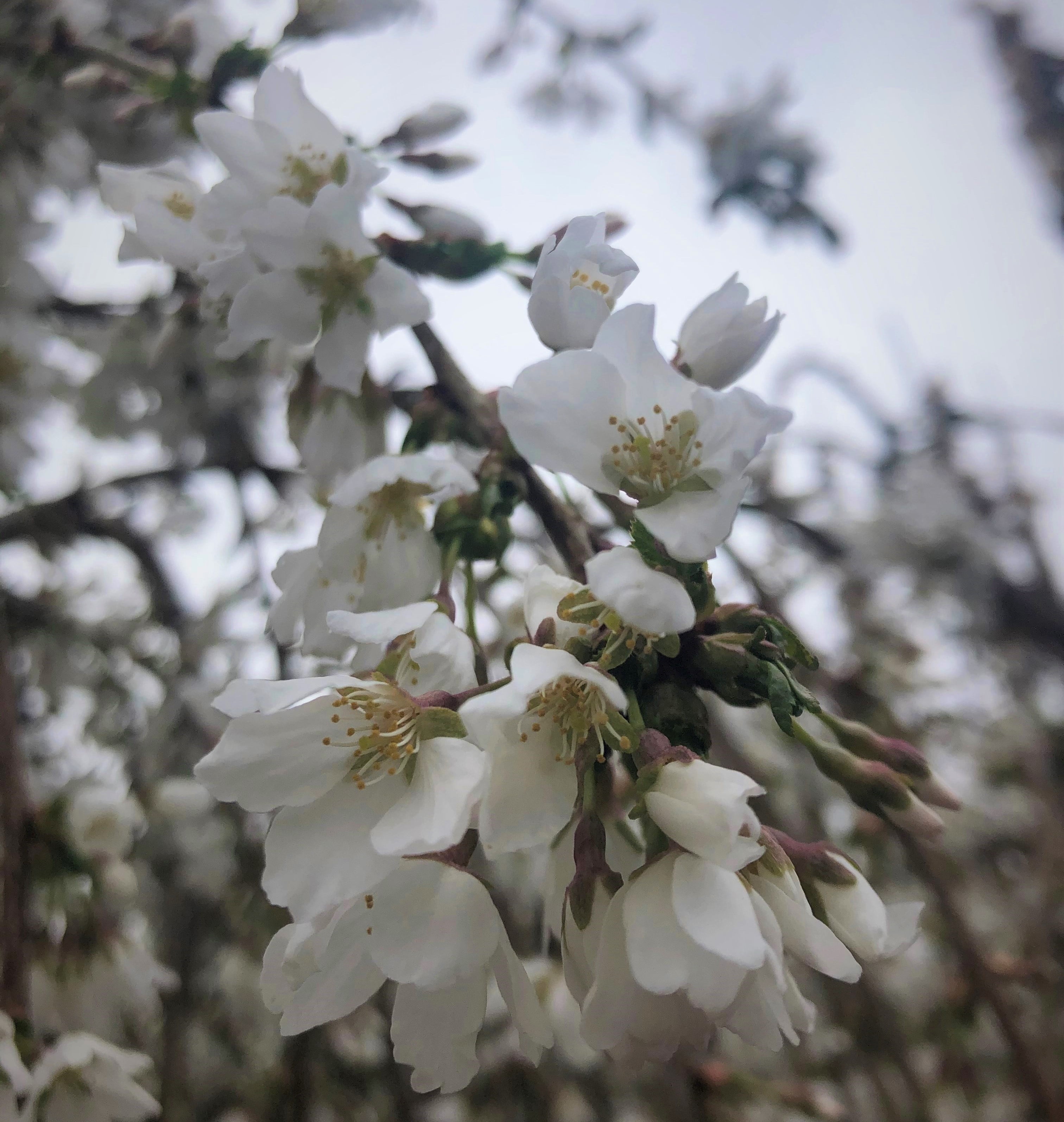 Expert Gardener 3.25 gal Cherry Northstar Live Trees - Walmart Business ...