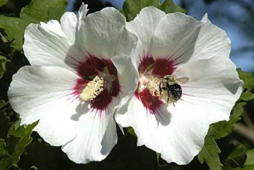 Expert Gardener 3.25G Althea Red Heart Live Plants Full Sun White ...