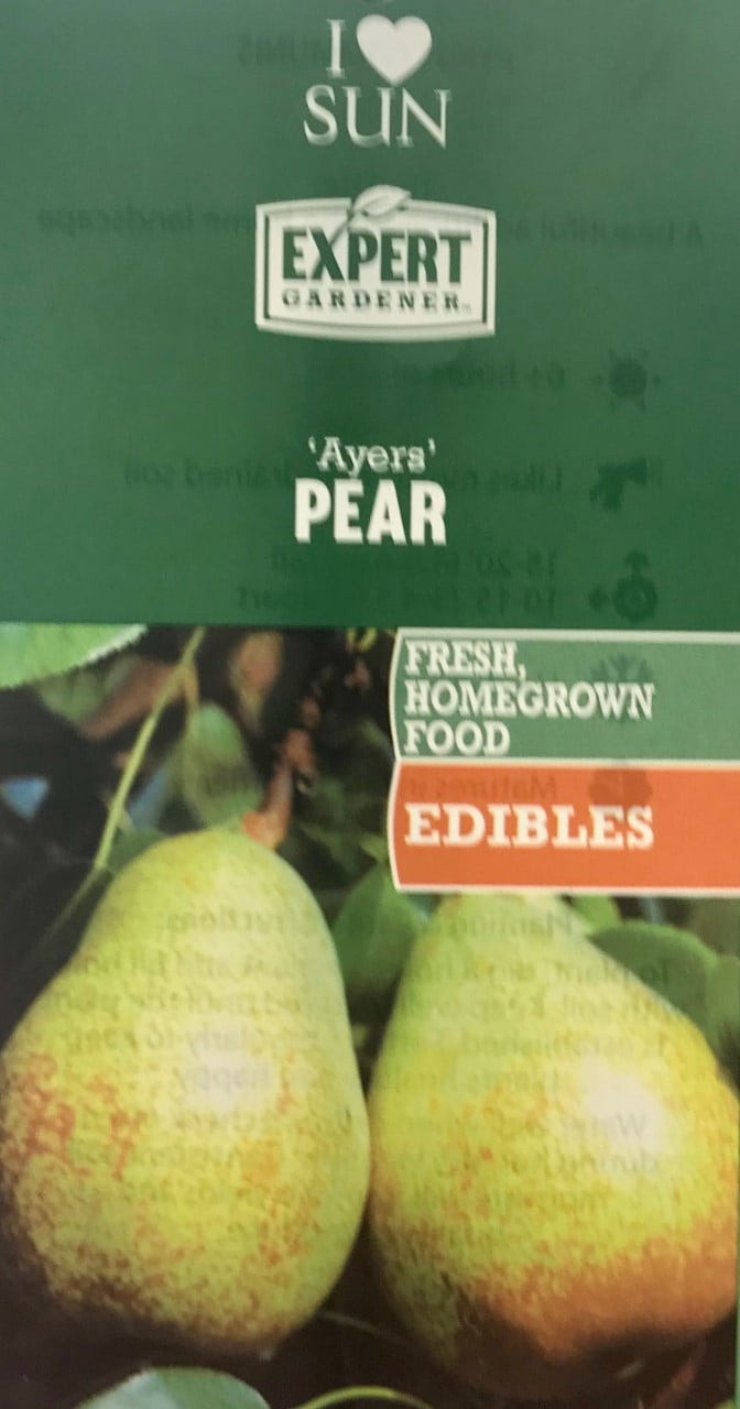 Ayers Pear Fruit Tree (3.25 Gallon) Fruit Tree - Full Sun Live Outdoor ...