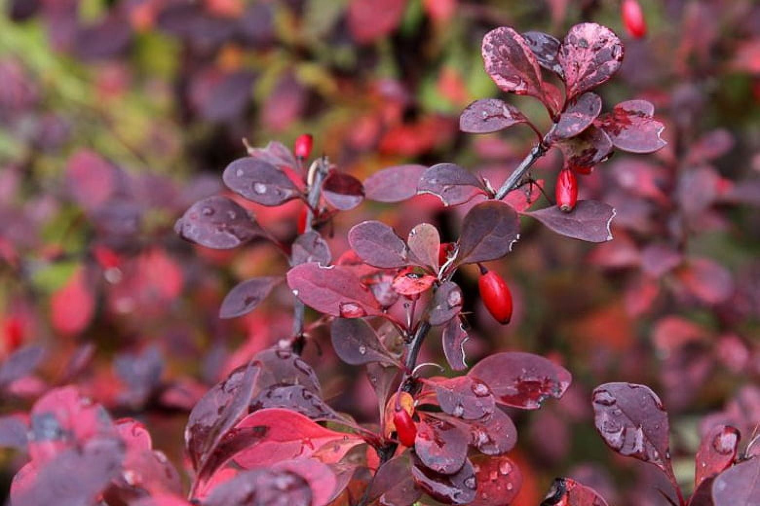 Expert Gardener 3.25G Barberry Crimson Pygmy Deciduous Live Plants Full ...
