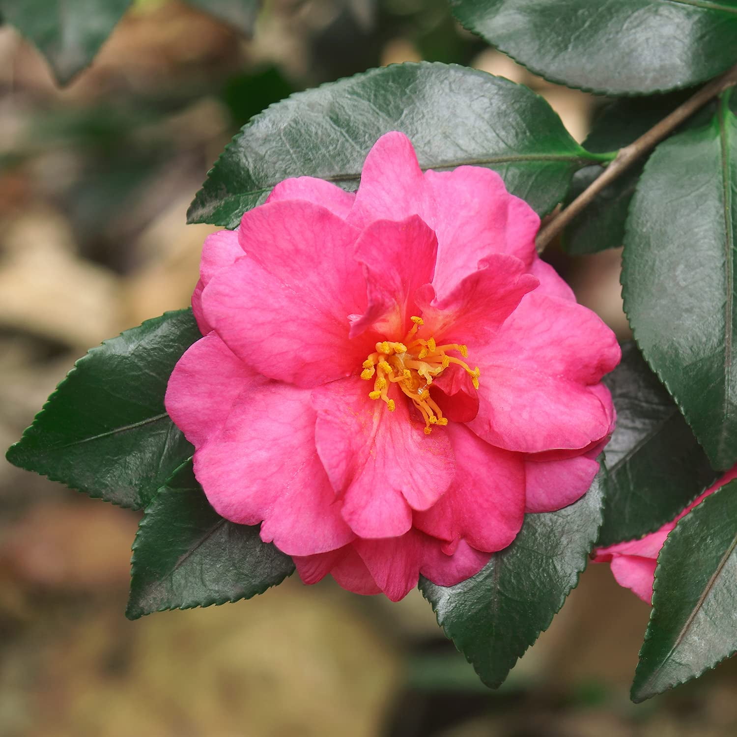 Expert Gardener 3.25G Camellia Shishi Gashira Flowering Live Shrubs ...