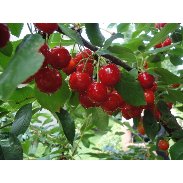 Expert Gardener 3.25G Cherry Evans Bali Fruit Tree Live Plants Full Sun ...