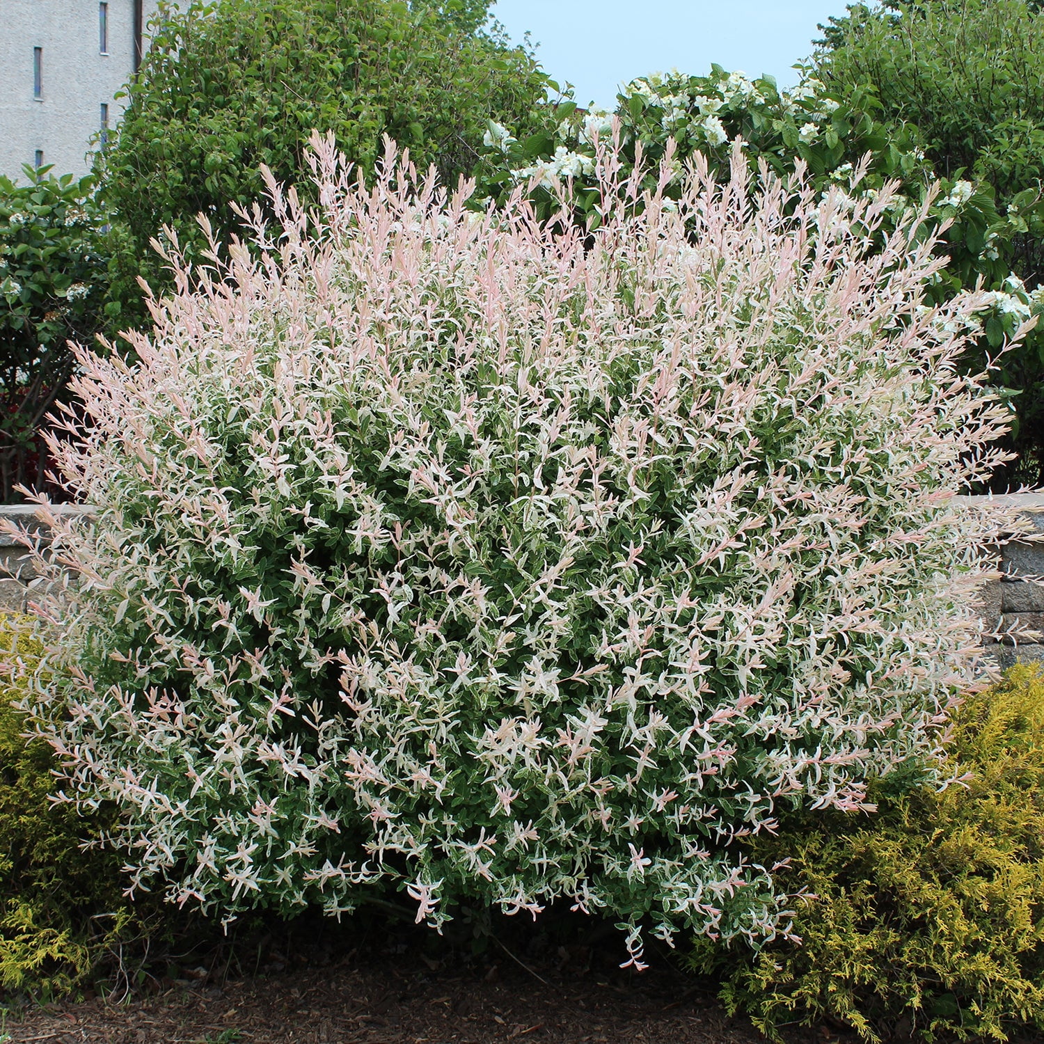 Expert Gardener 3.25G Dappled Willow Flowering Live Plants Full Sun ...