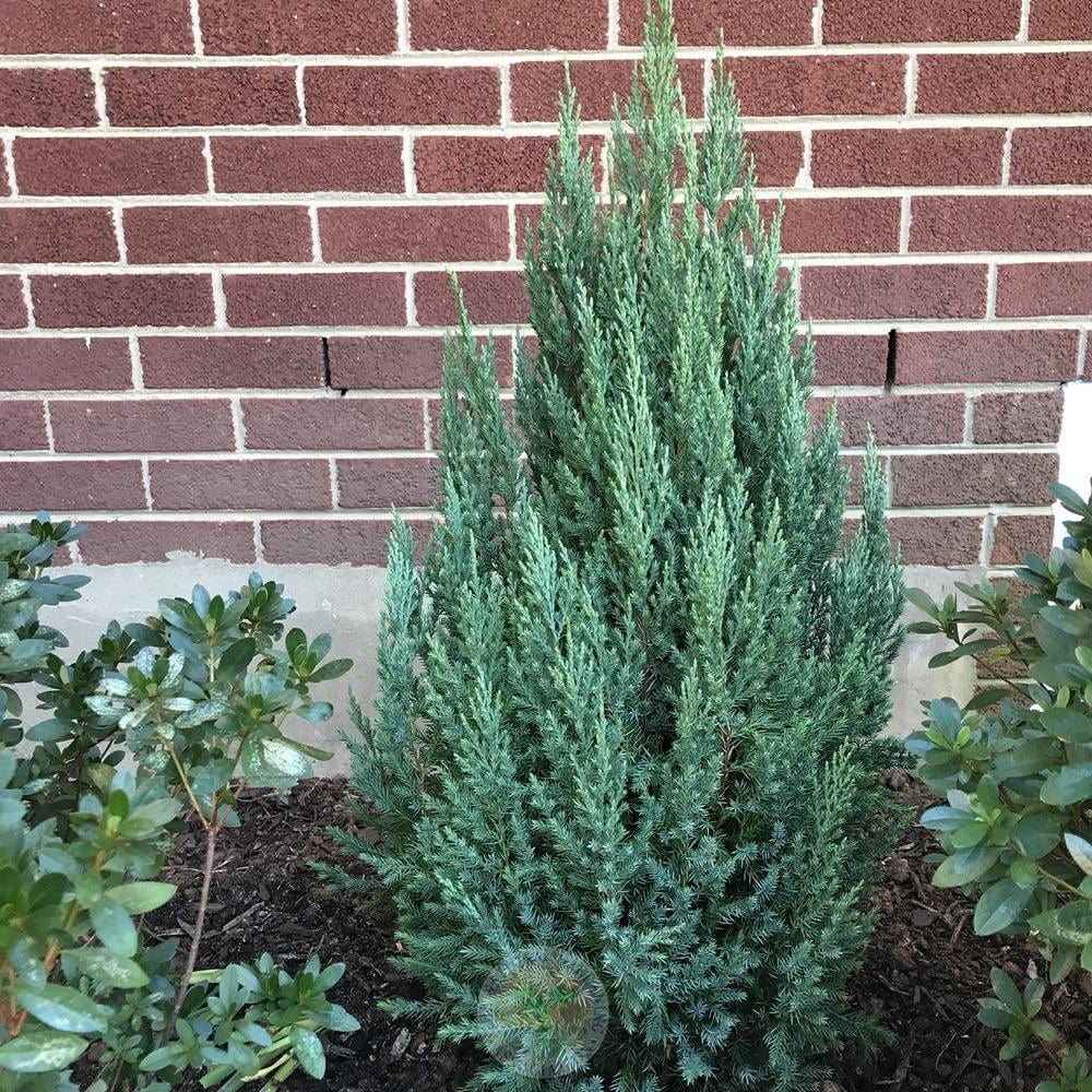 Expert Gardener 3.25G Juniper Blue Point Evergreen Live Shrubs Full Sun ...