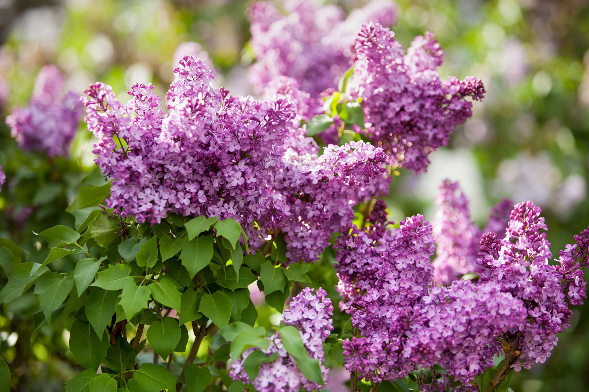 Expert Gardener 3.25G Lilac Congo Deciduous Flower Live Plants Full Sun ...