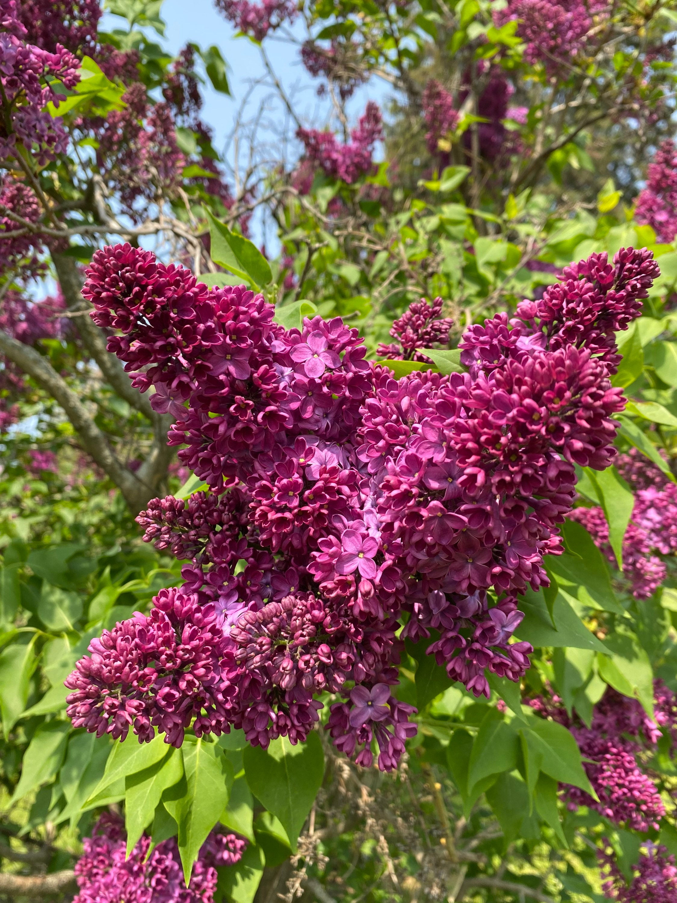Expert Gardener 3.25G Lilac Monge Deciduous Live Plants Full Sun Purple ...