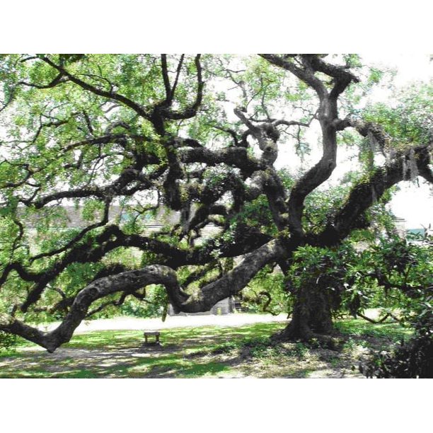 Expert Gardener 3.25G Live Oak Shade Tree - Walmart Business Supplies