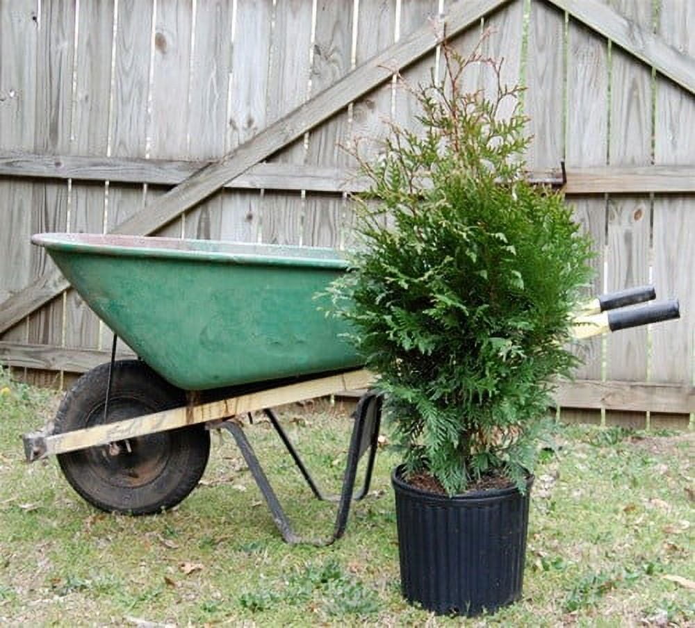 Expert Gardener 3.25g Arborvitae - Walmart.com