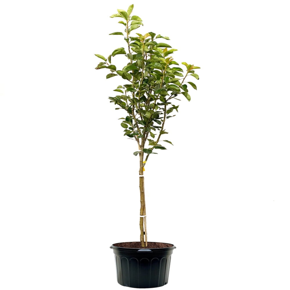 Expert Gardener 3-4 ft. tall Baldwin European Pear Live Tree in 7 ...