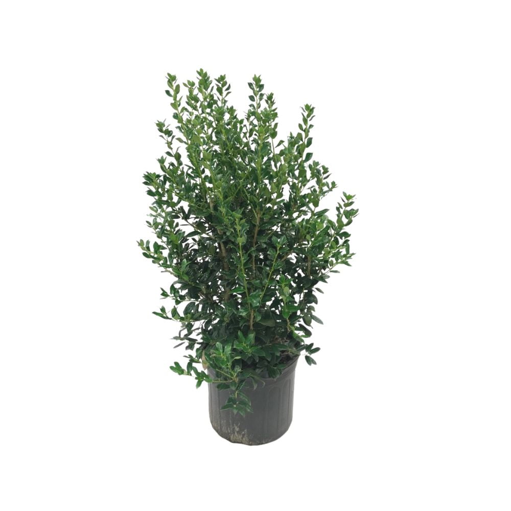 Expert Gardener 3-4 ft. tall Burford Holly Live Tree in 7-Gallon Grower ...