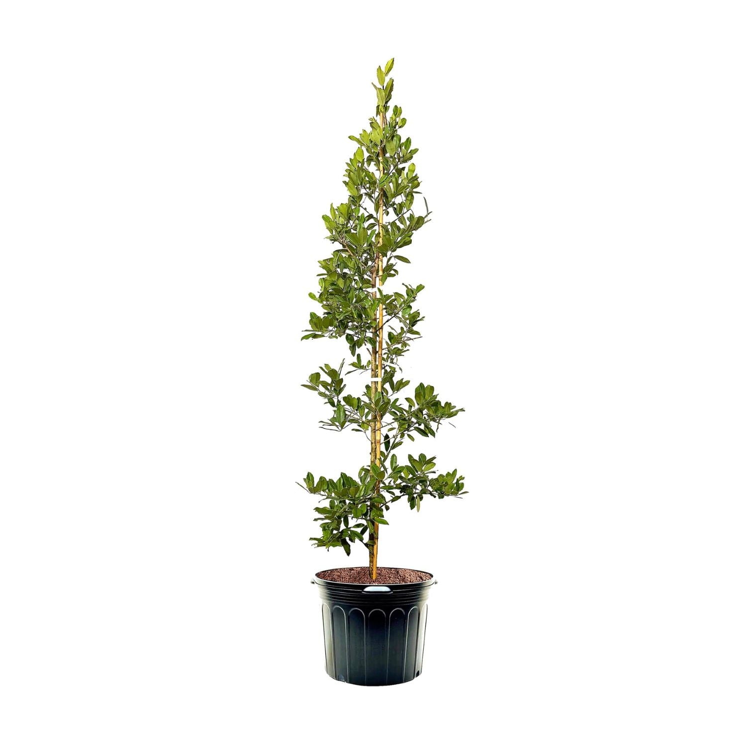 Expert Gardener 3-4' Eagleston Holly Tree in 7 gal. Grower Pot ...