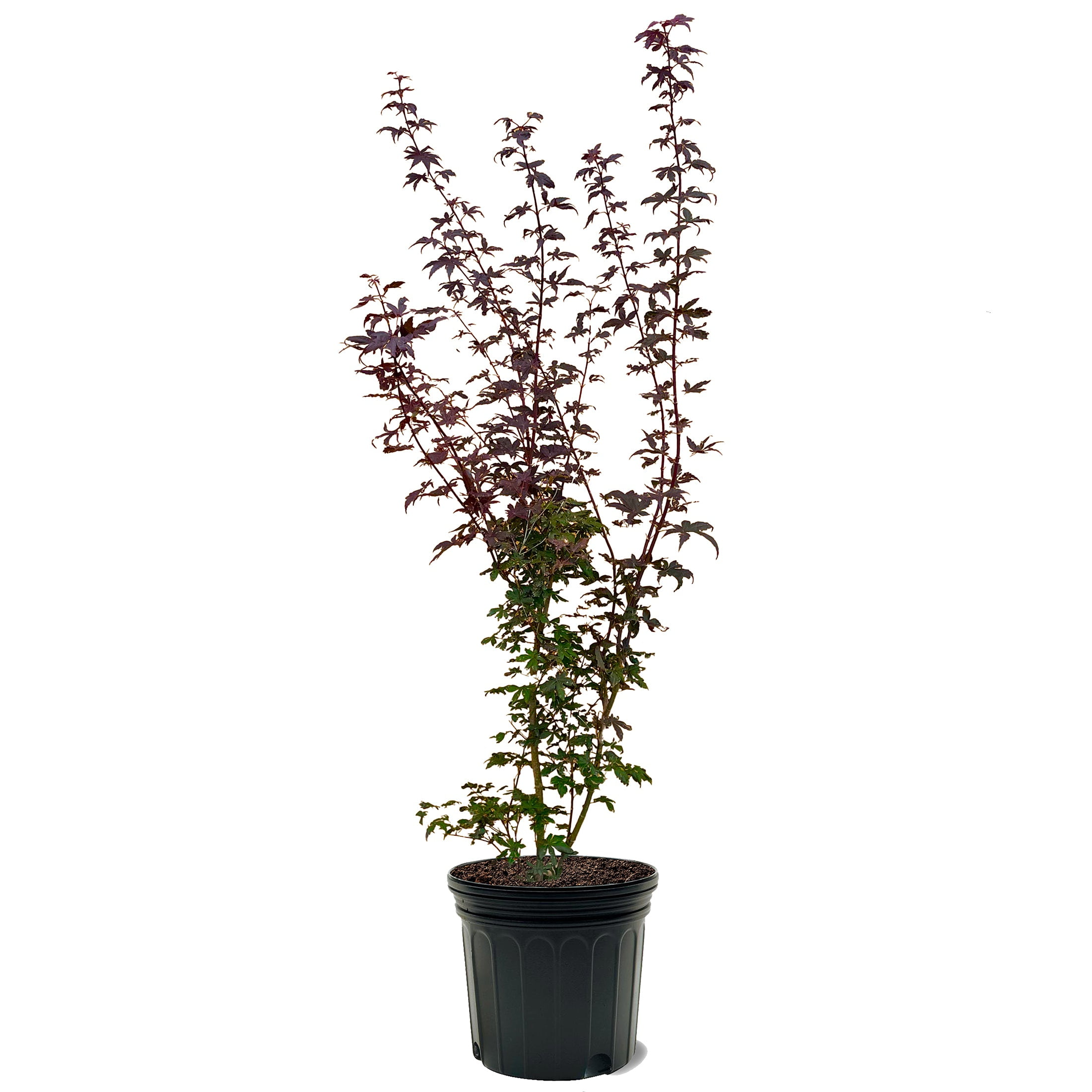 Expert Gardener 3-4 ft tall Emperor I Japanese Maple Tree in 7 gal ...