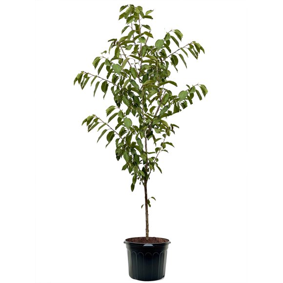 Fruit Trees in Trees - Walmart.com