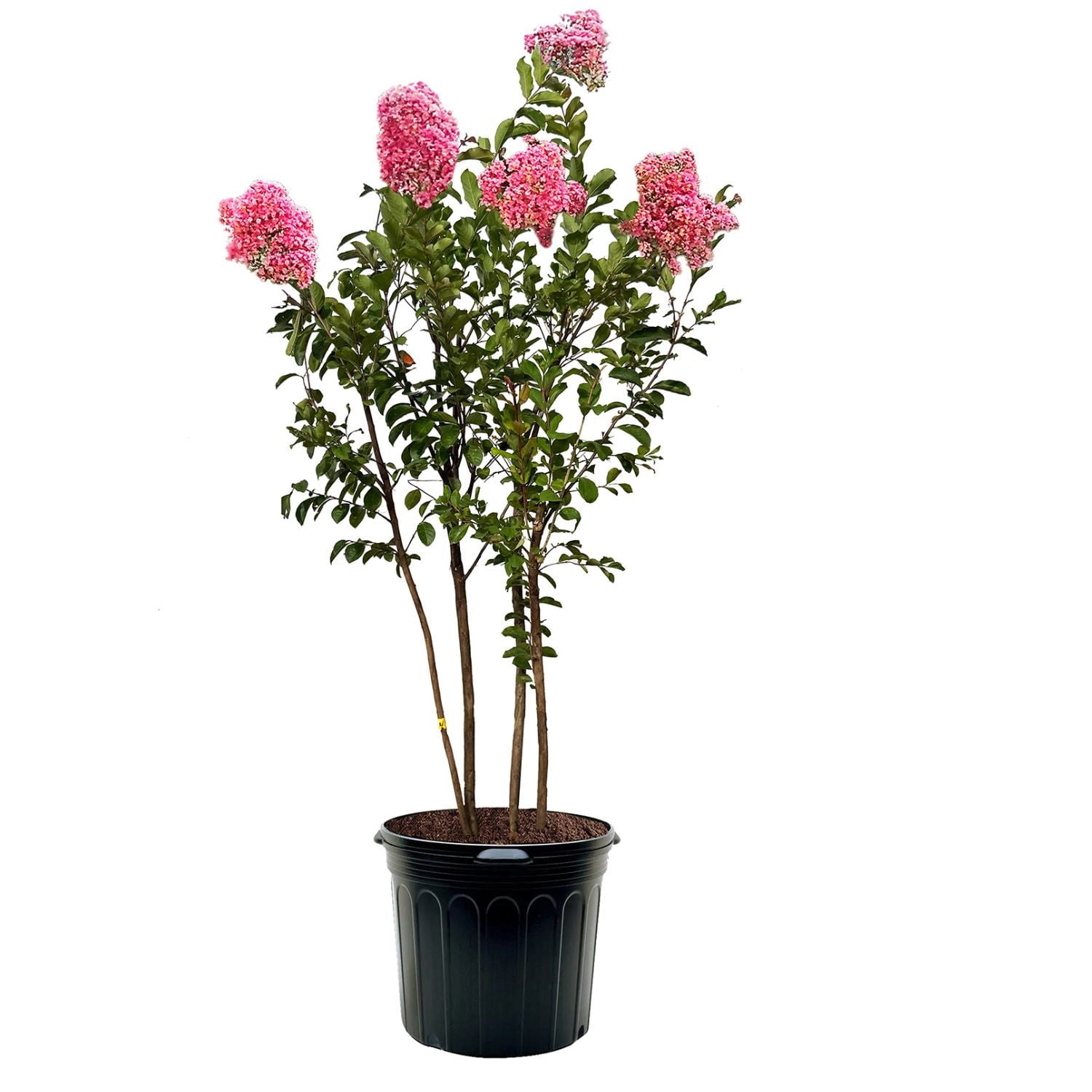 Expert Gardener 3-4 ft tall Miami Crape Myrtle Live Tree in 7-Gallon ...