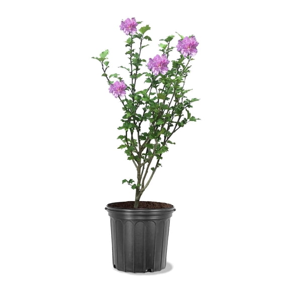 Expert Gardener 3-4 ft tall Purple Althea Live Shrub in 7-Gallon Grower ...