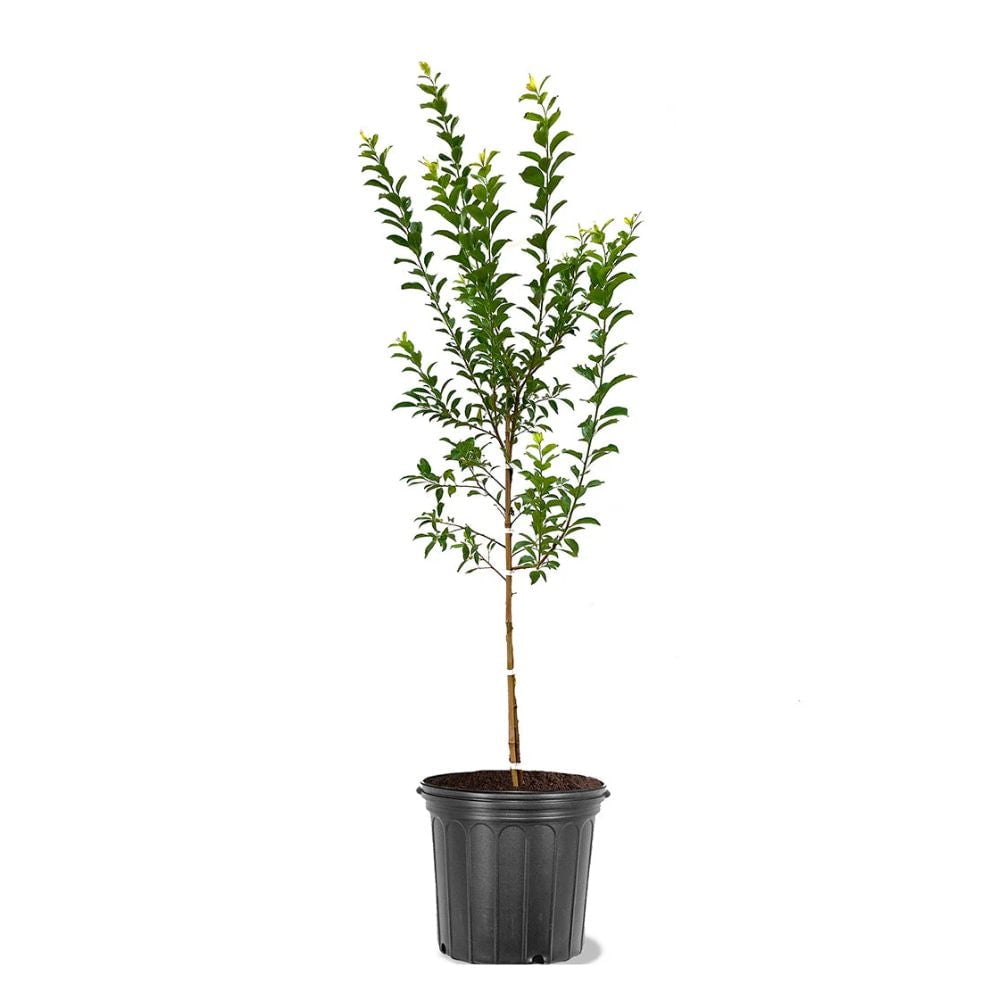 Expert Gardener 3-4 ft. Au Rosa Plum Live Tree in 7-Gallon Grower Pot ...