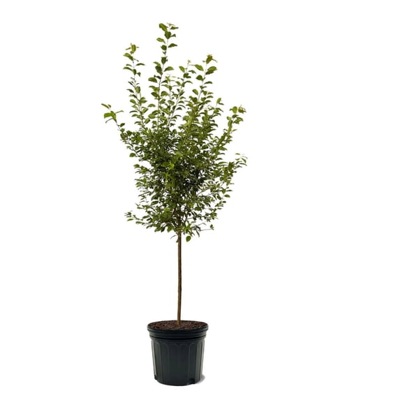 Expert Gardener 3-4 ft. tall All Red Plum Live Tree in 7- Gallon Grower ...