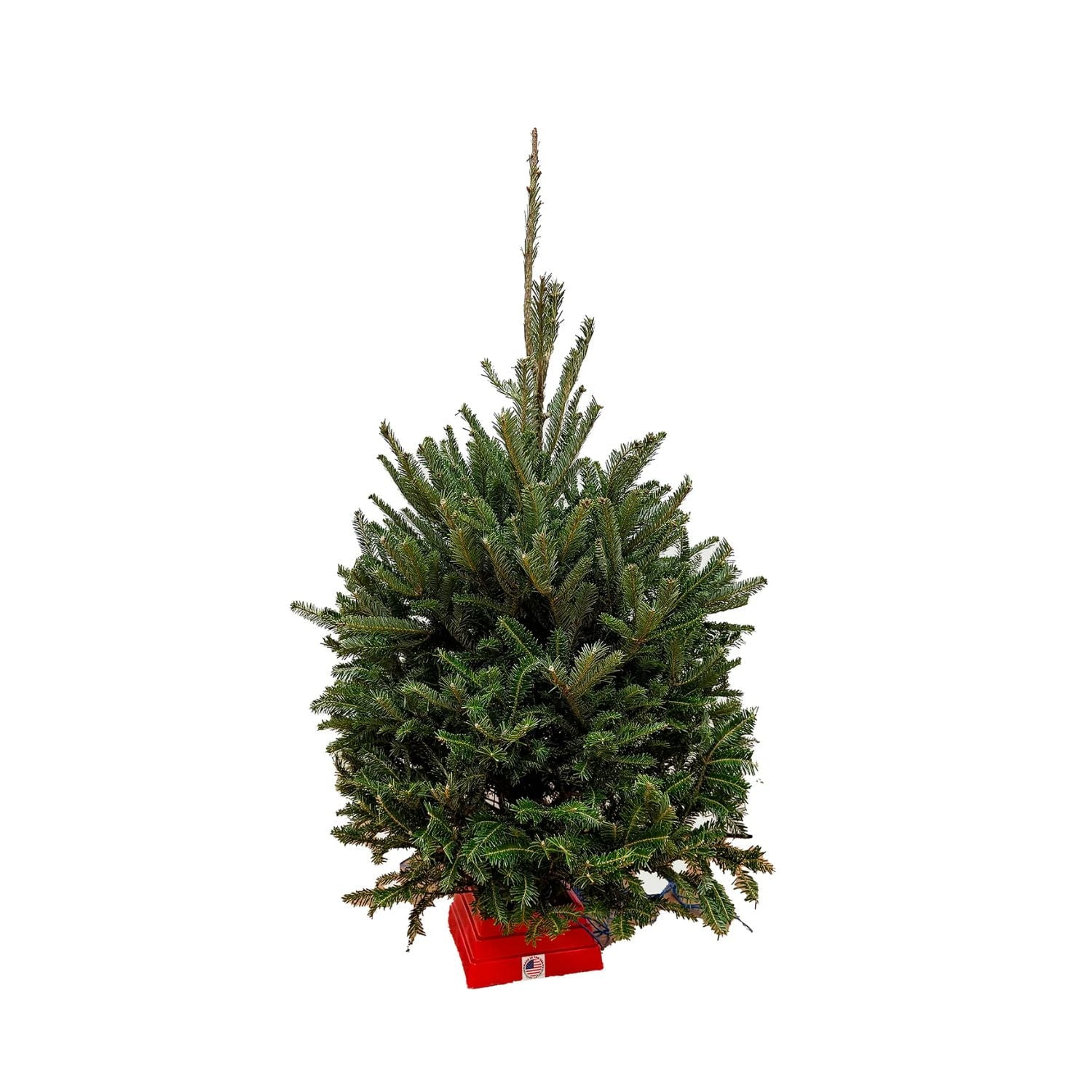 Expert Gardener 3-4 ft. tall Fraser Fir Fresh Cut Real Christmas Tree ...