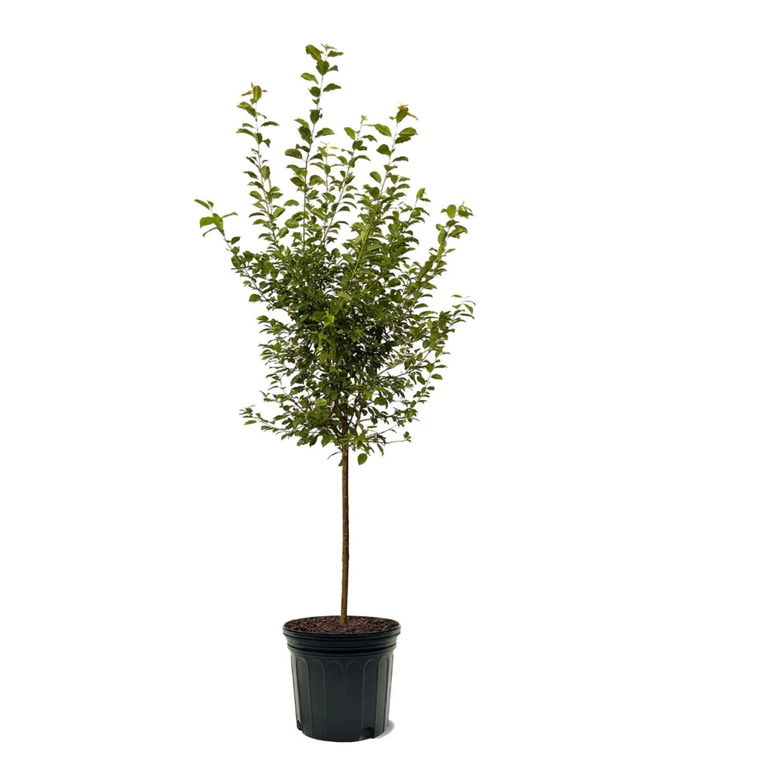 Expert Gardener 3-4 ft. tall Ruby Sweet Plum Live Tree in 7- Gallon ...