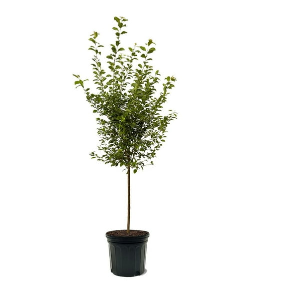 Expert Gardener 3-4 ft. tall Ruby Sweet Plum Live Tree in 7- Gallon ...