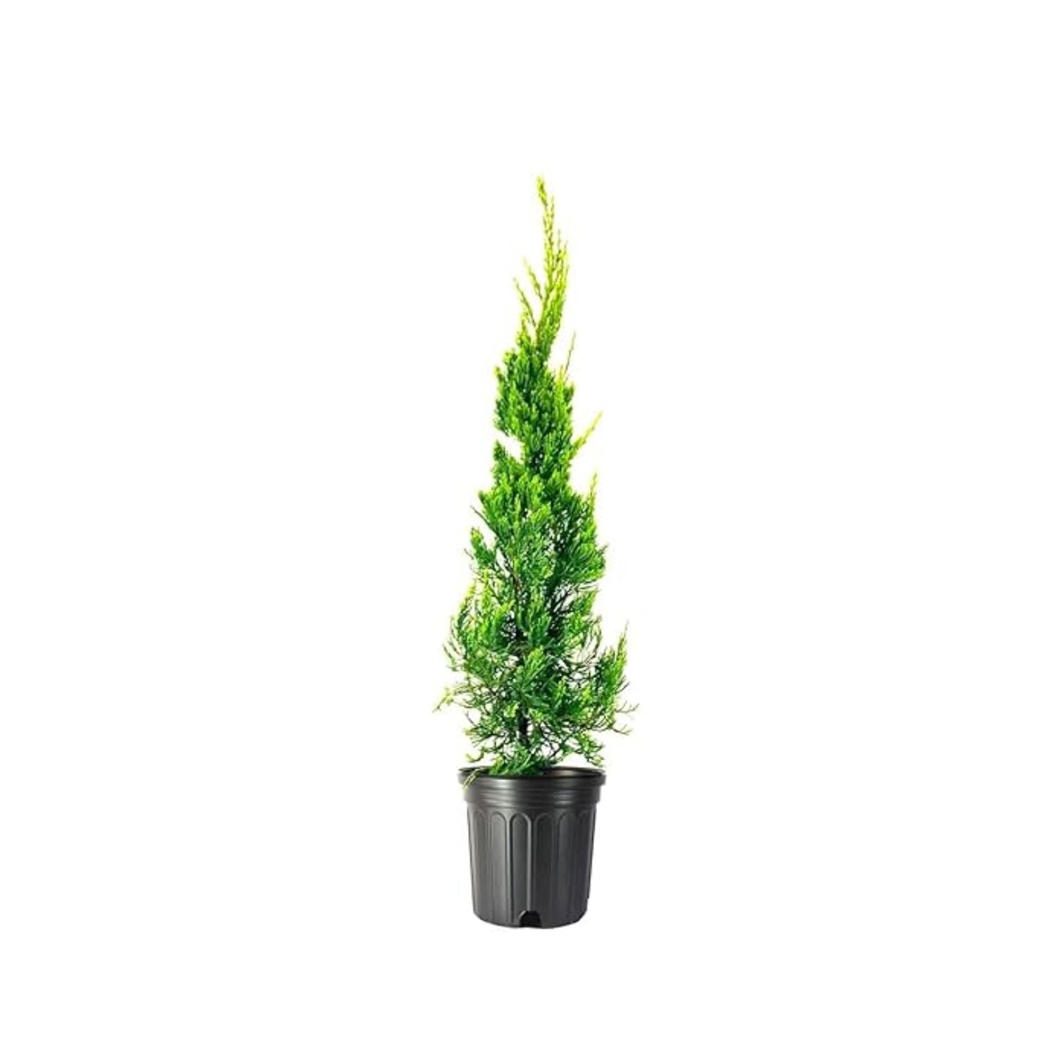 Expert Gardener 3-4 ft. tall Torulosa Juniper Live Tree in 7- Gallon ...