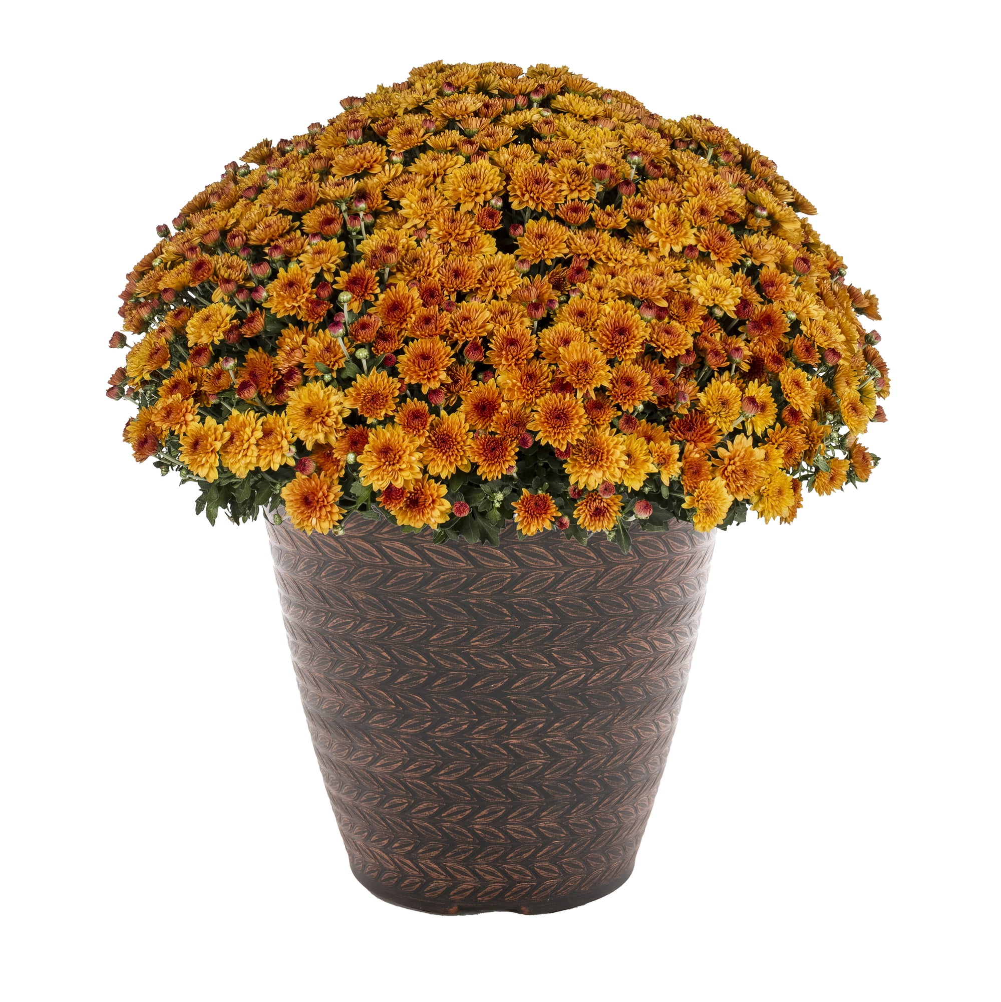 Expert Gardener 3.5G Orange Garden Mum - Walmart.com