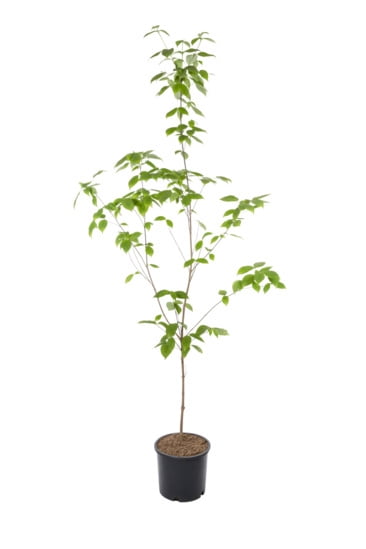 Expert Gardener 3.75gal Dogwood Pink Live Tree Plant Sun - Walmart.com