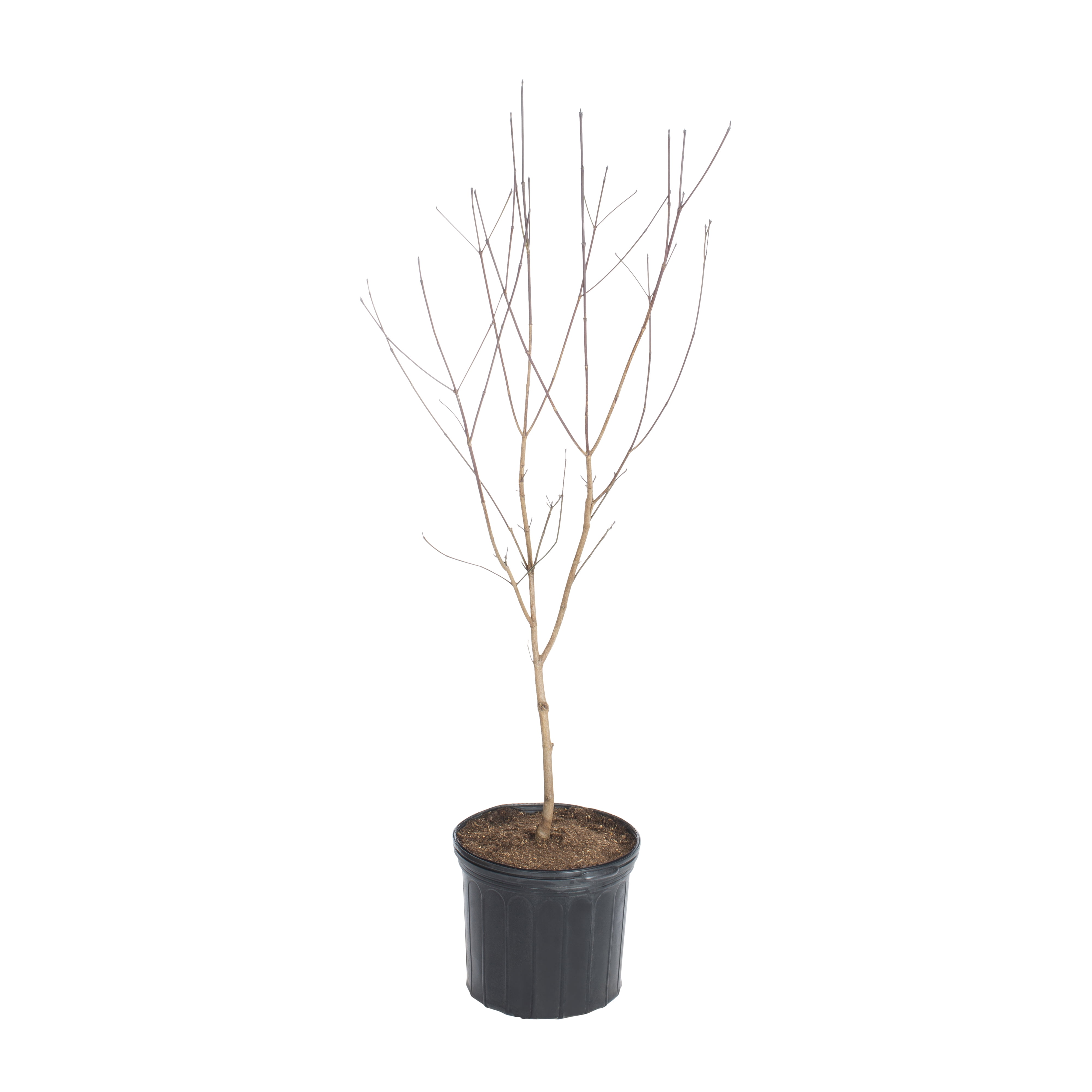 Expert Gardener 3.75gal Red Dogwood Live Tree Grower Pot Full Sun ...