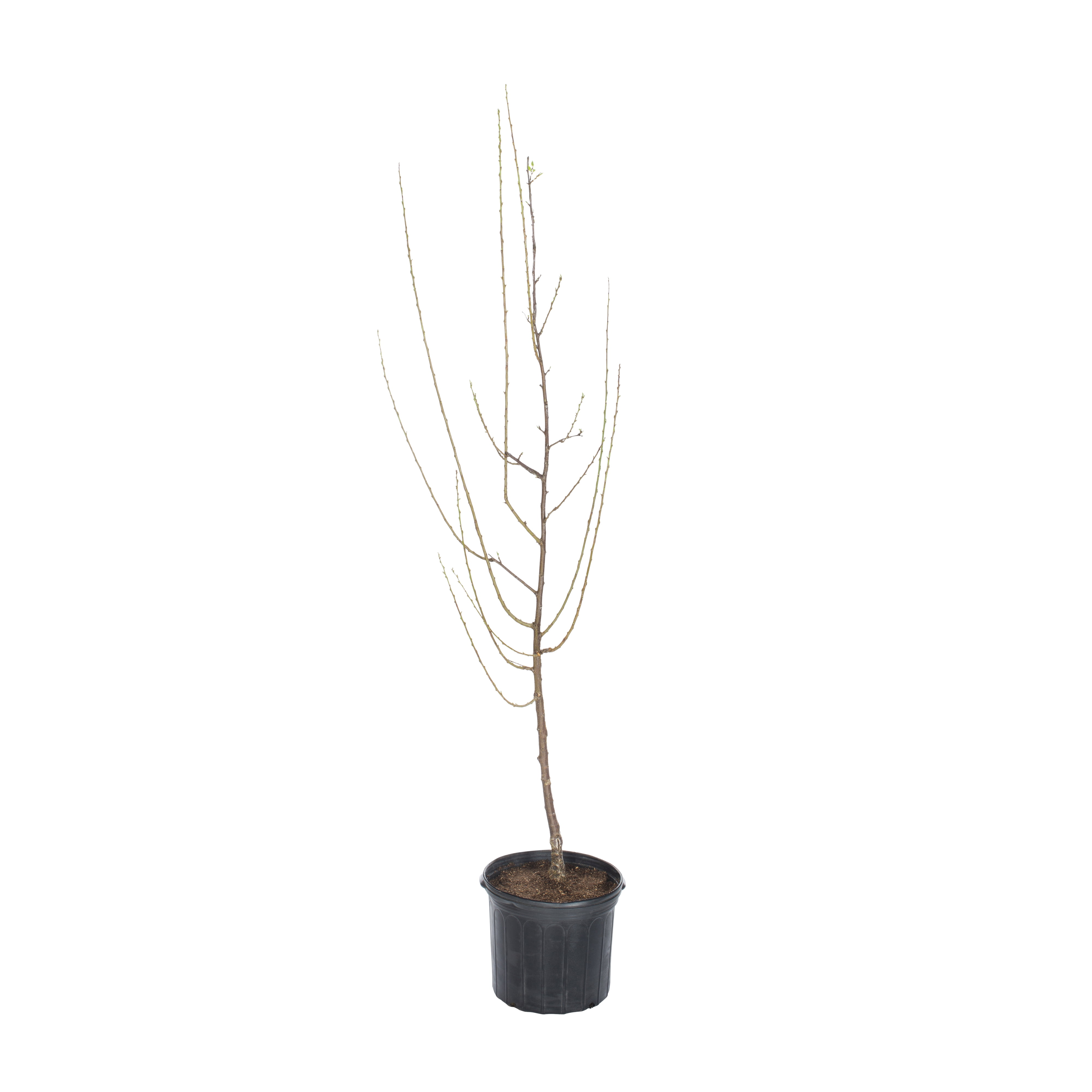 Expert Gardener 3.75gal Pink Dogwood Live Tree Plant Sun - Walmart.com