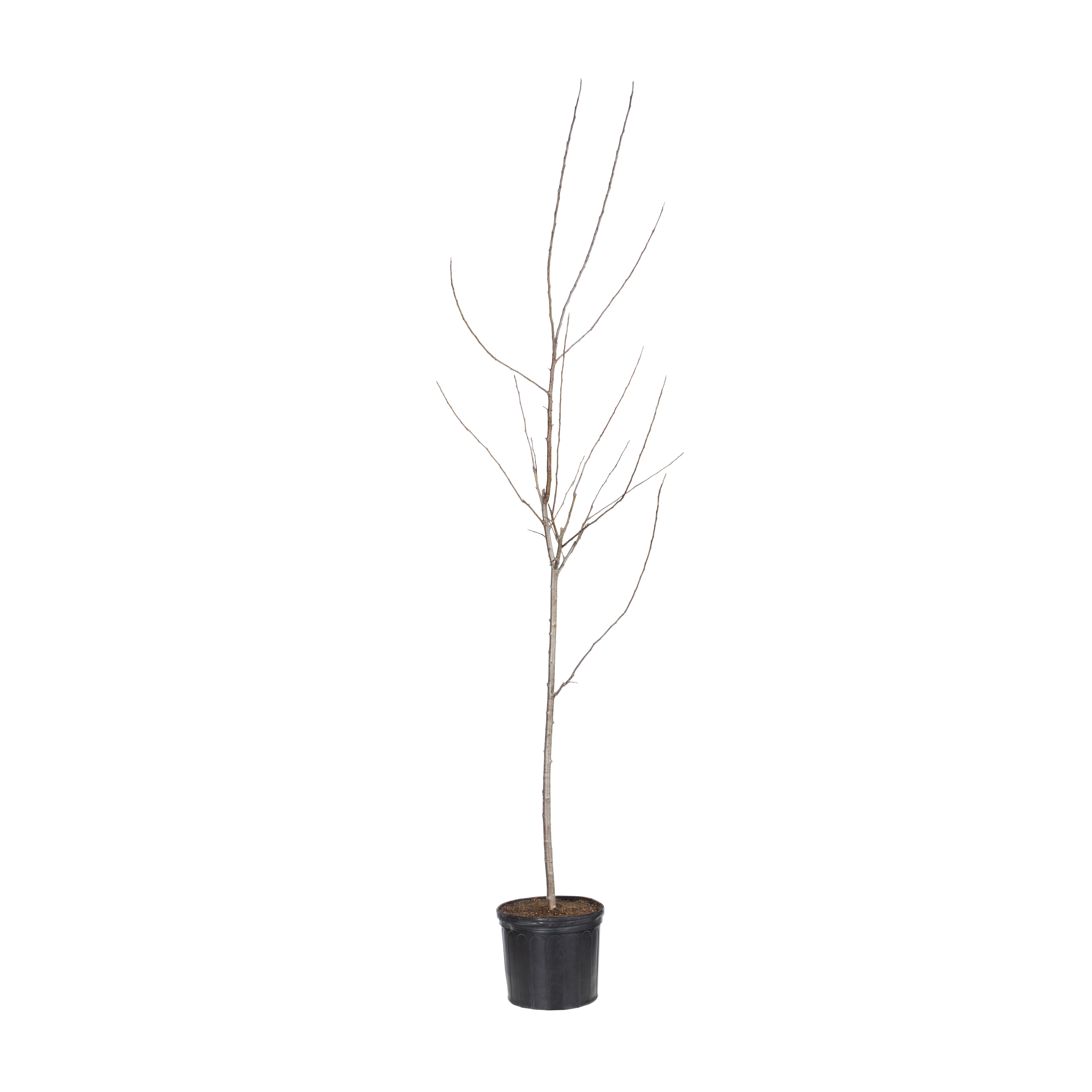 Expert Gardener 3.75gal Golden Delicious Apple Live Tree Plant Sun ...