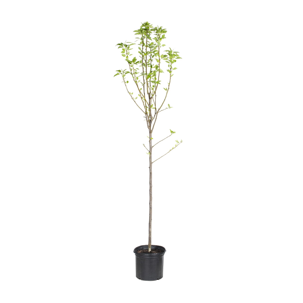 Expert Gardener 3.75gal Kieffer Pear Live Tree Grower Pot Full Sun ...