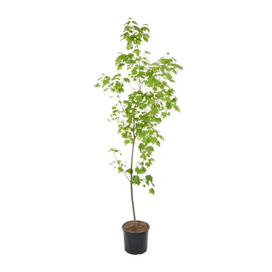 Expert Gardener 3.75gal Maple Tree Live Tree Plant Sun - Walmart.com
