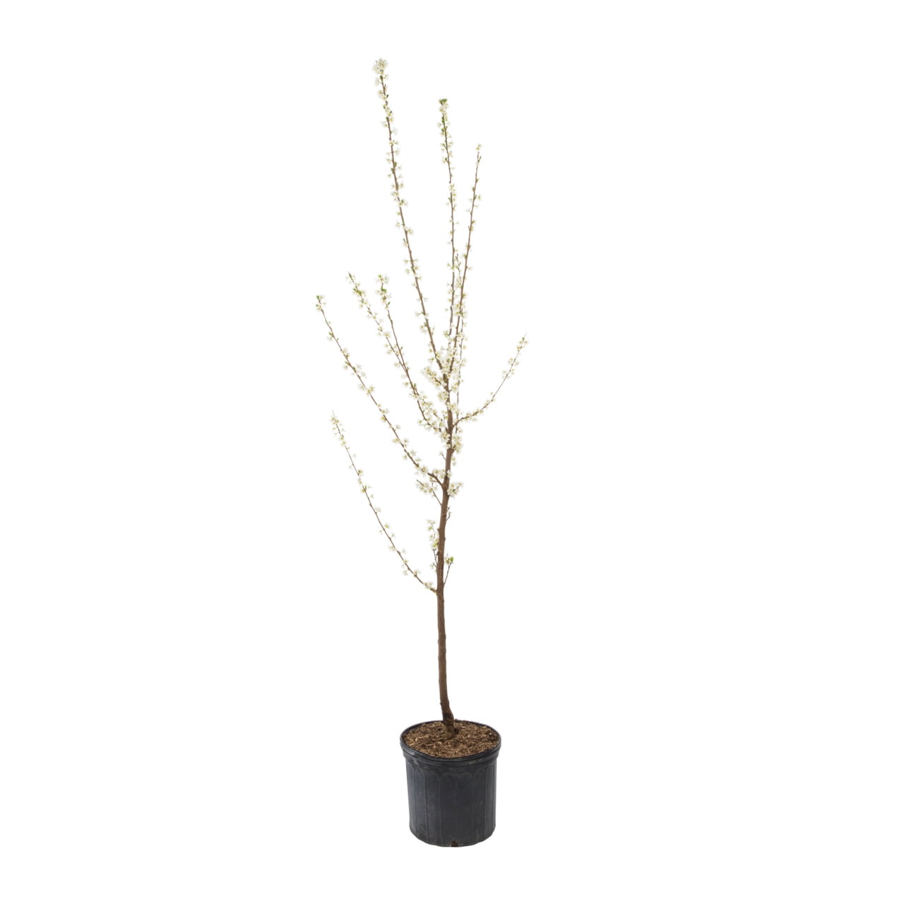 Expert Gardener 3.75gal Santa Rosa Plum Live Tree Plant Sun 1-pack ...