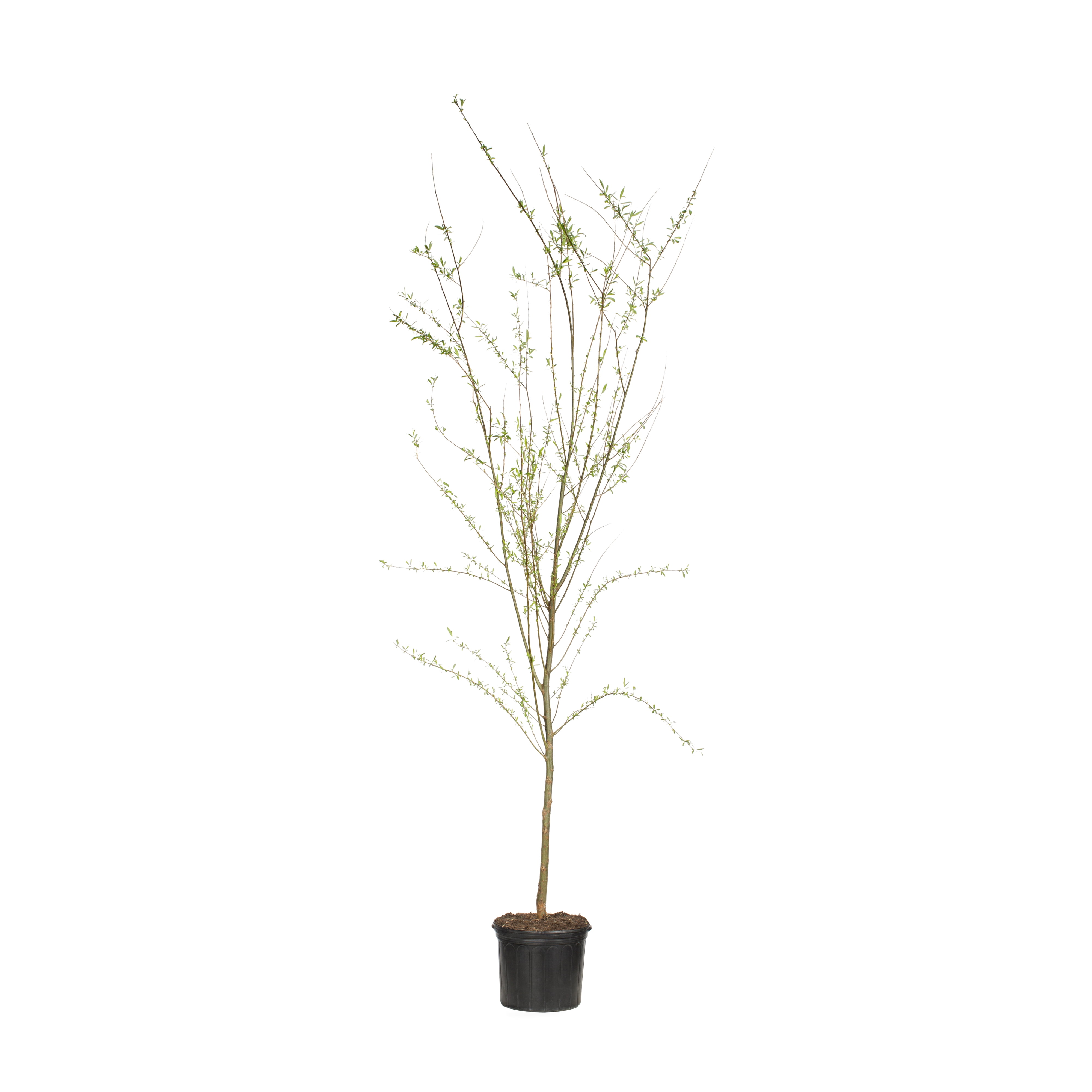 Expert Gardener Weeping Willow Live Tree in 3.75-Gallon Grower Pot ...