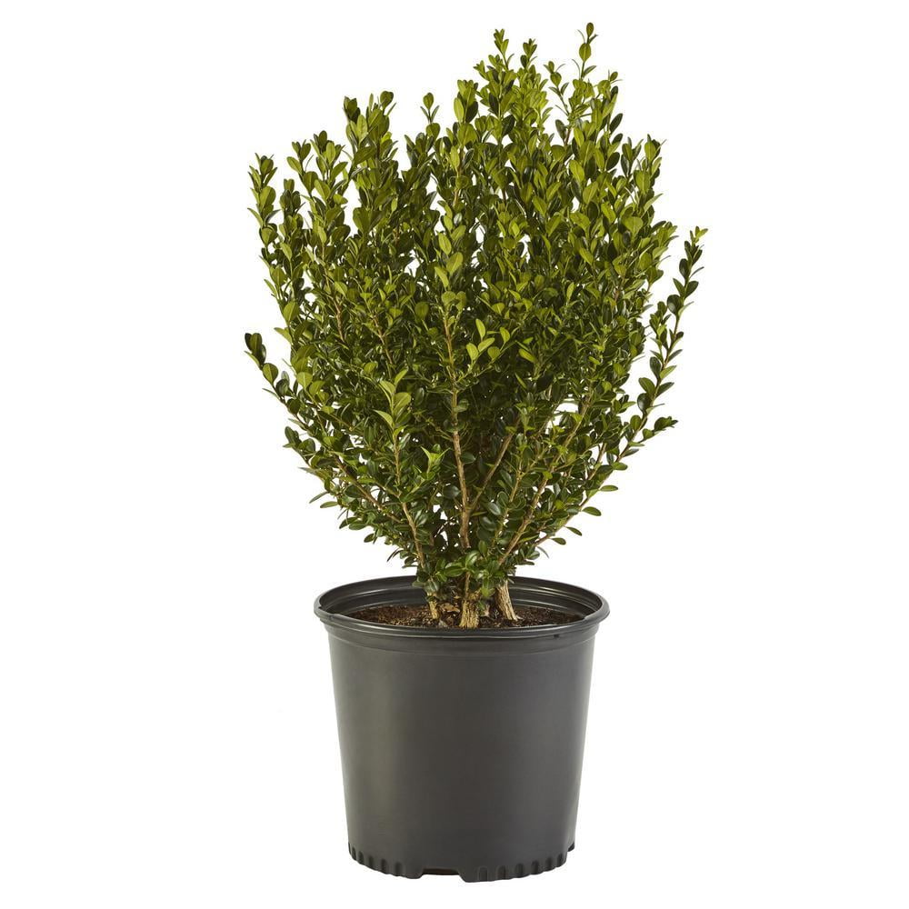 Expert Gardener 3 Gallon Wintergreen Boxwood Live Shrub - Walmart.com