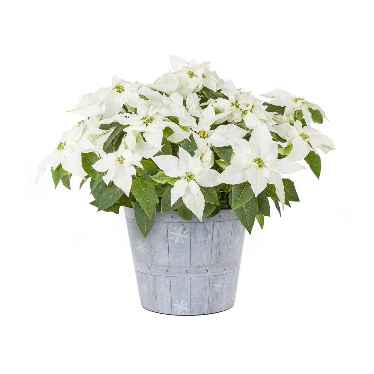 Expert Gardener 3 Quart White Poinsettia Live Plant Decorative Plastic ...