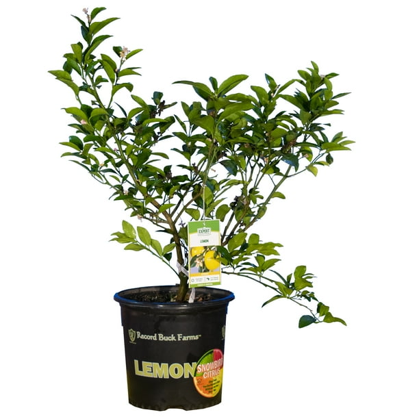 Expert Gardener 3 gal Fla Lemon Live Tree - Walmart Business Supplies