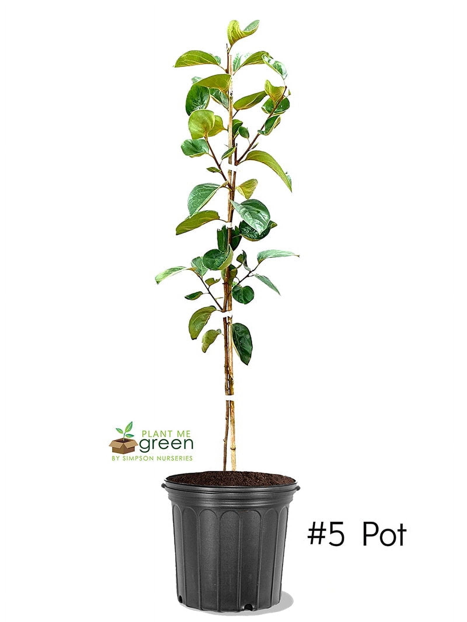 Expert Gardener 3-4 ft. tall Ichi Ki Kei Jiro Persimmon Live Tree in 7-Gallon Grower Pot ...