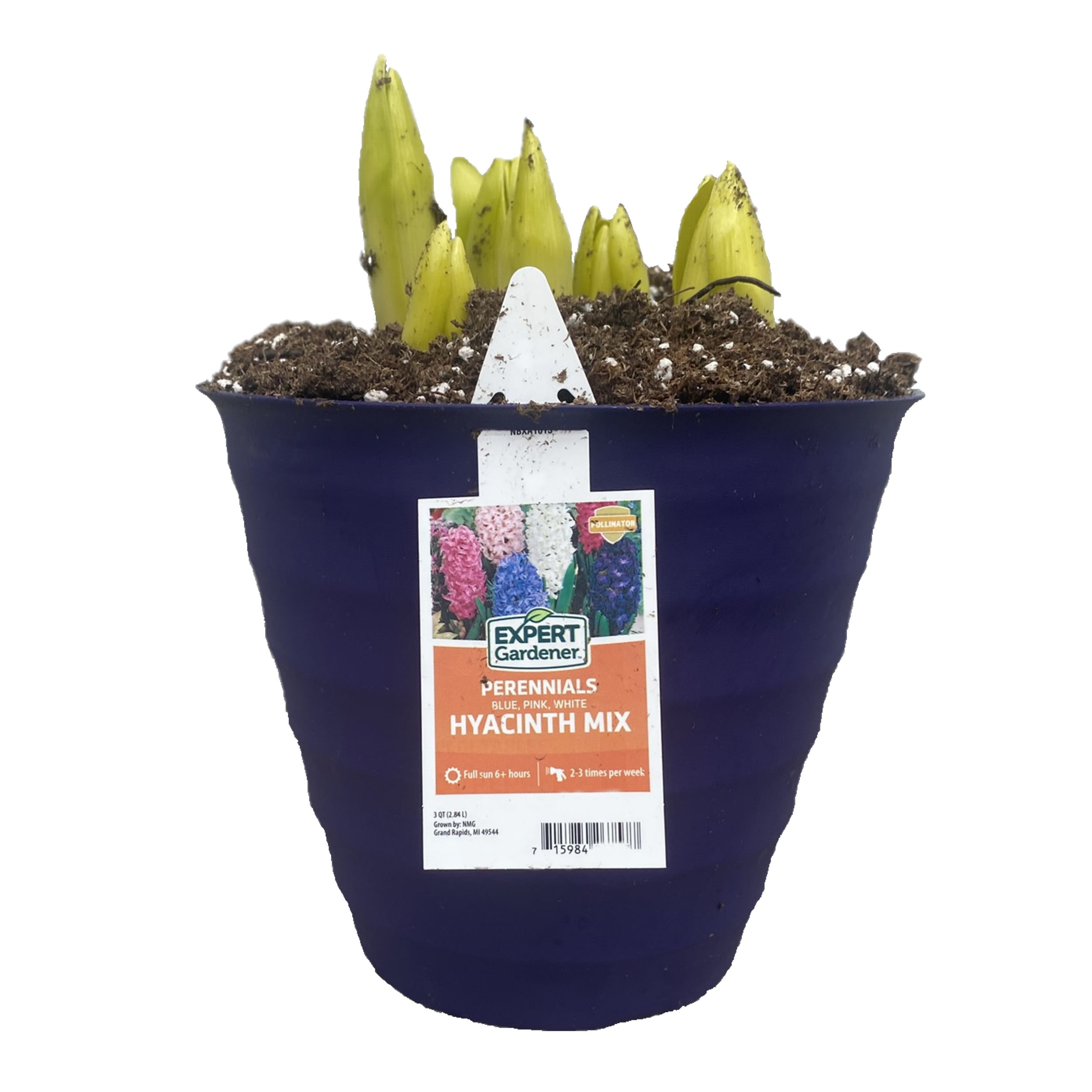 Expert Gardener 3QT Multicolor Hyacinth Combo, Live Plant in Ellis ...