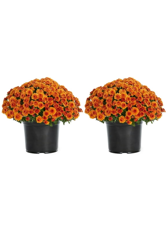 Mums in Annuals - Walmart.com