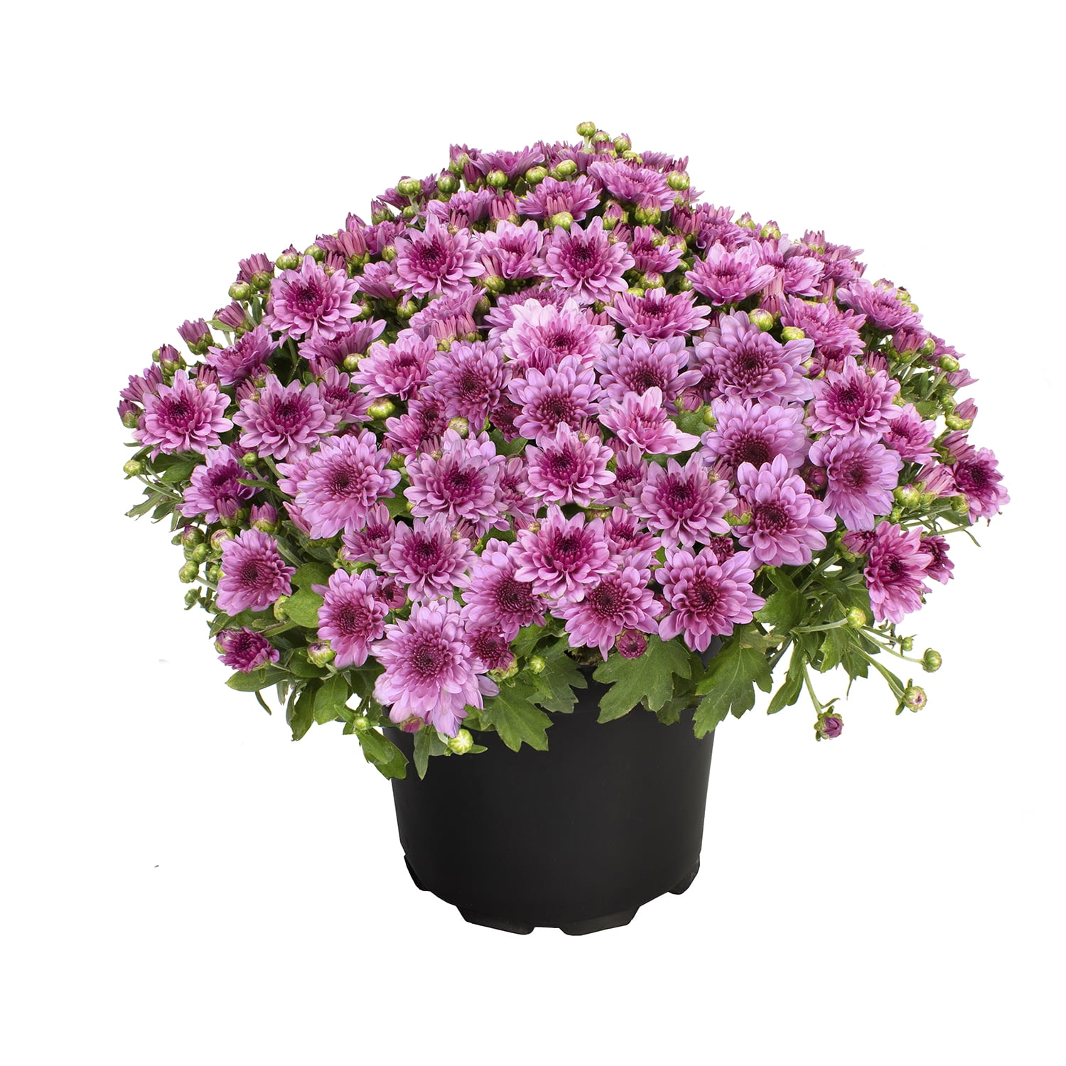 Expert Gardener 3QT Pink Mum Live Plant - Walmart.com