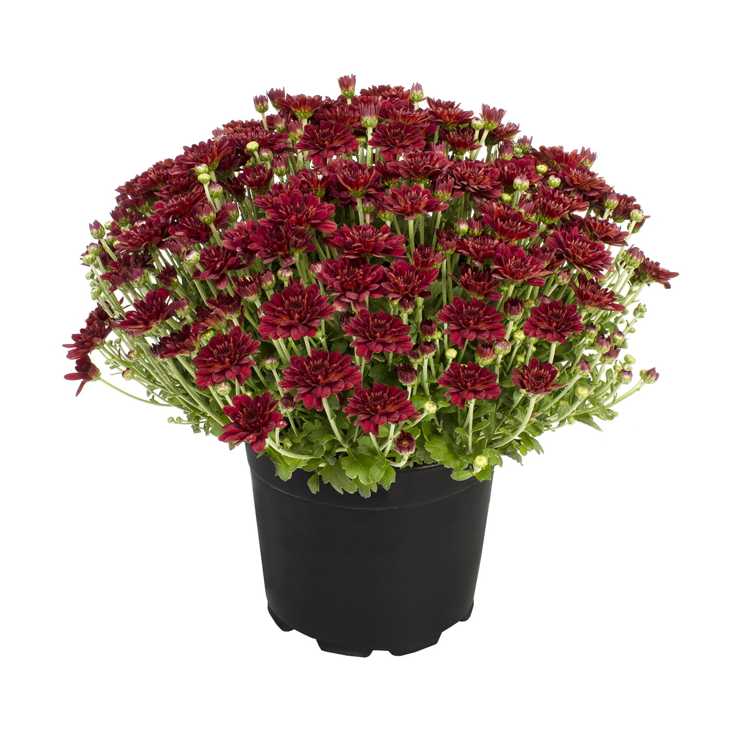 Expert Gardener 3QT Red Mum Live Plant - Walmart Business Supplies