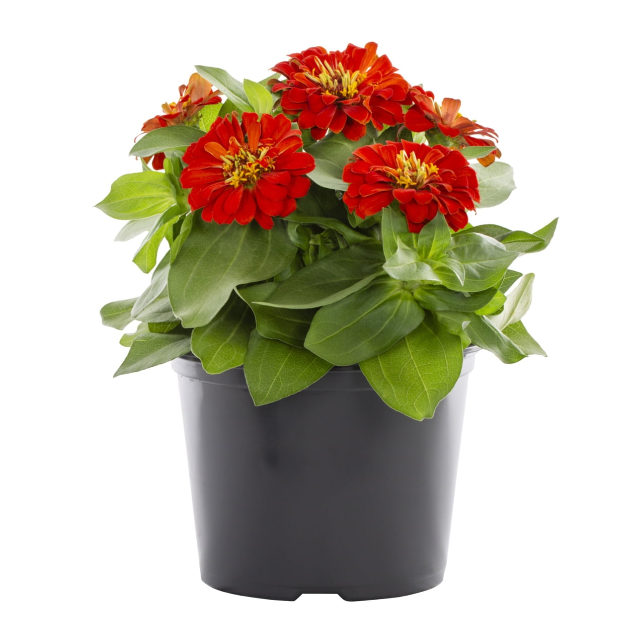 Expert Gardener Red Zinnia 3QT Annual Sun Plant Bright Red Blooms ...