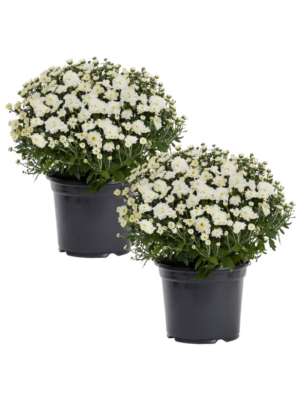 Outdoor Plants in Live Plants - Walmart.com
